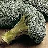 Amazon.com : Packman Hybrid F1 Broccoli Seeds - You can Grow it All ...