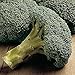 Amazon.com : Packman Hybrid F1 Broccoli Seeds - You can Grow it All ...