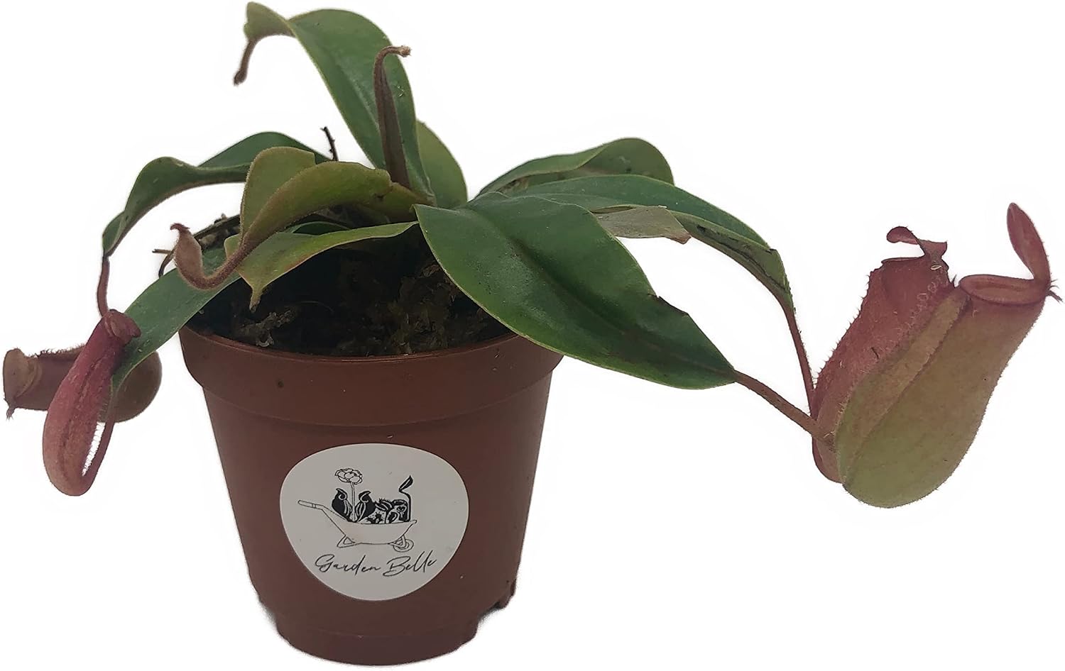 Amazon.com : Nepenthes 'Lady Luck' Tropical Carnivorous Pitcher Plant ...