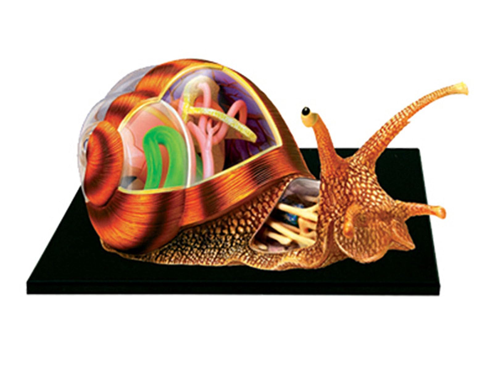 Amazon.com: MYSXSWHL 4D Snails Anatomy Skeleton Model, Animal Anatomy ...