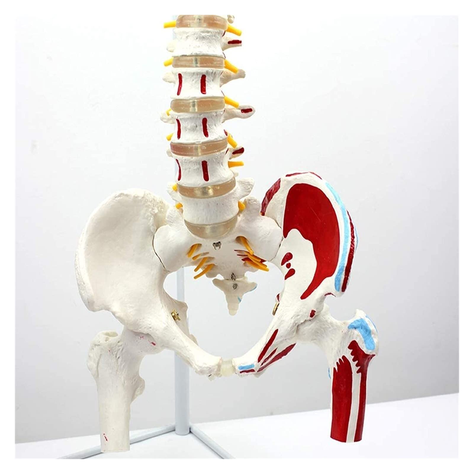 Buy Study Model Anatomical Spine Model Bendable Spine with Muscle ...