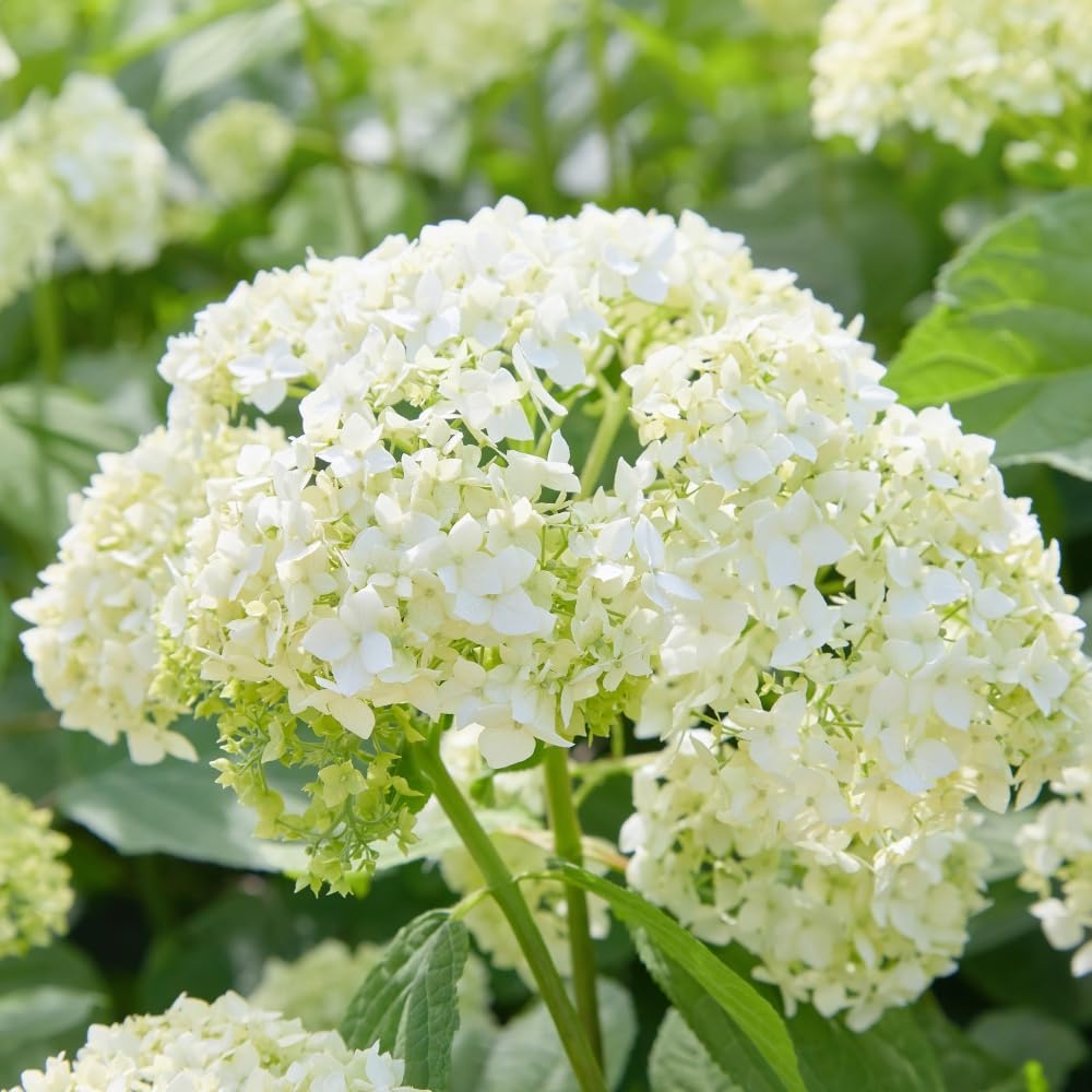 Hydrangea arborescens Plant 'Strong Annabelle' 'Abetwo' Sevenbark ...