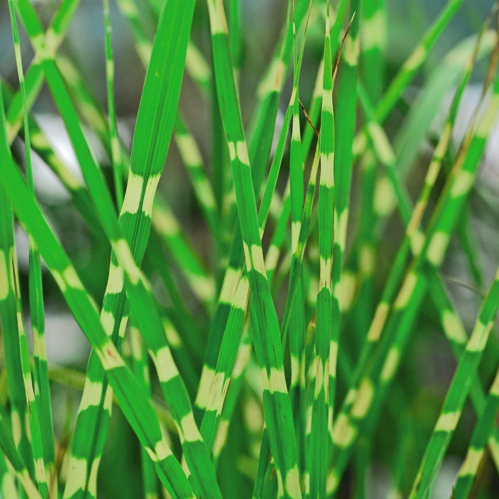 Zebra Grass