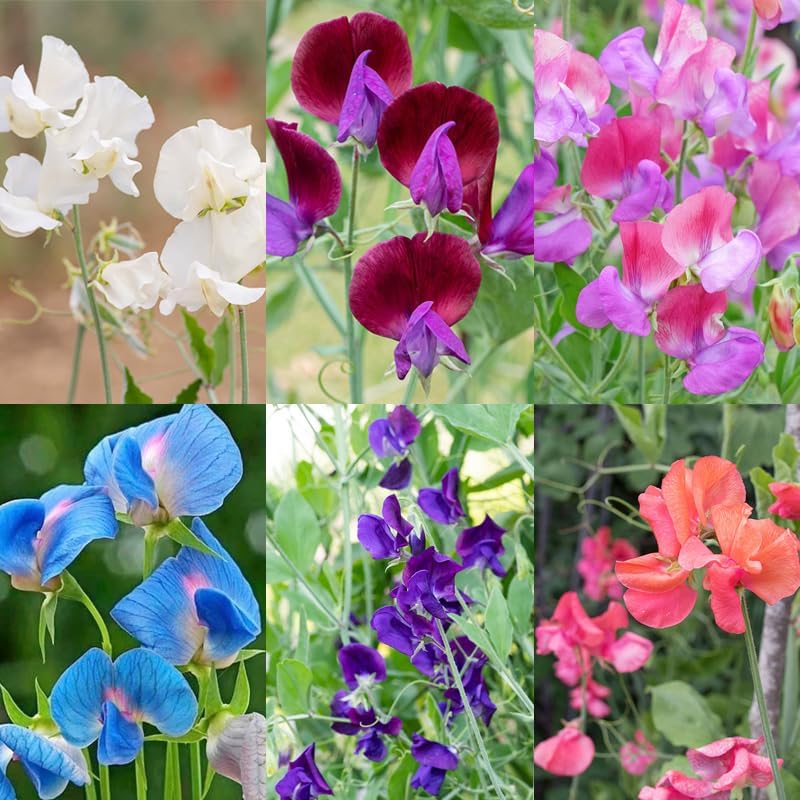 Amazon.com : 300+ Perennial Sweet Pea Flower Seed for Planting Outdoors ...