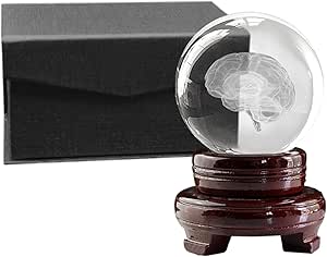 Crystal 3D Brain Anatomy 1lb Optical Glass Medical Teaching Tool ...