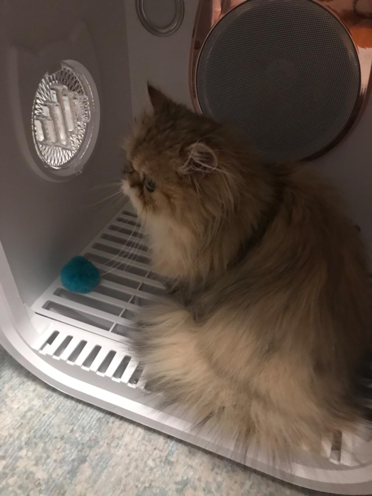 $13/mo - Finance Automatic Pet Dryer for Cats and Small Dogs ...