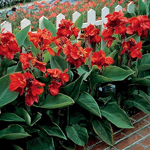 5 RED Canna Lily Flower Seeds : Amazon.in: Garden & Outdoors