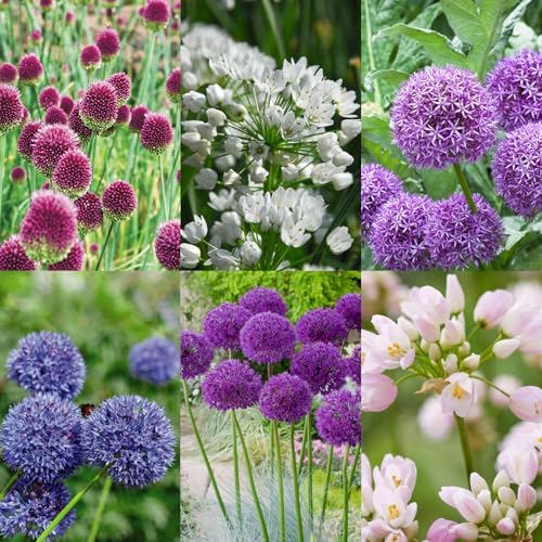 Carbeth Plants - Allium 100 Spring Bulb Collection - Mixed Spring ...