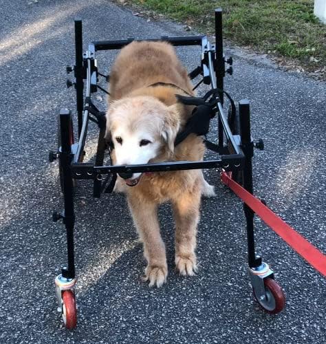 Amazon.com: Best Friend Mobility Pro Series Dog Wheels for Back Legs ...