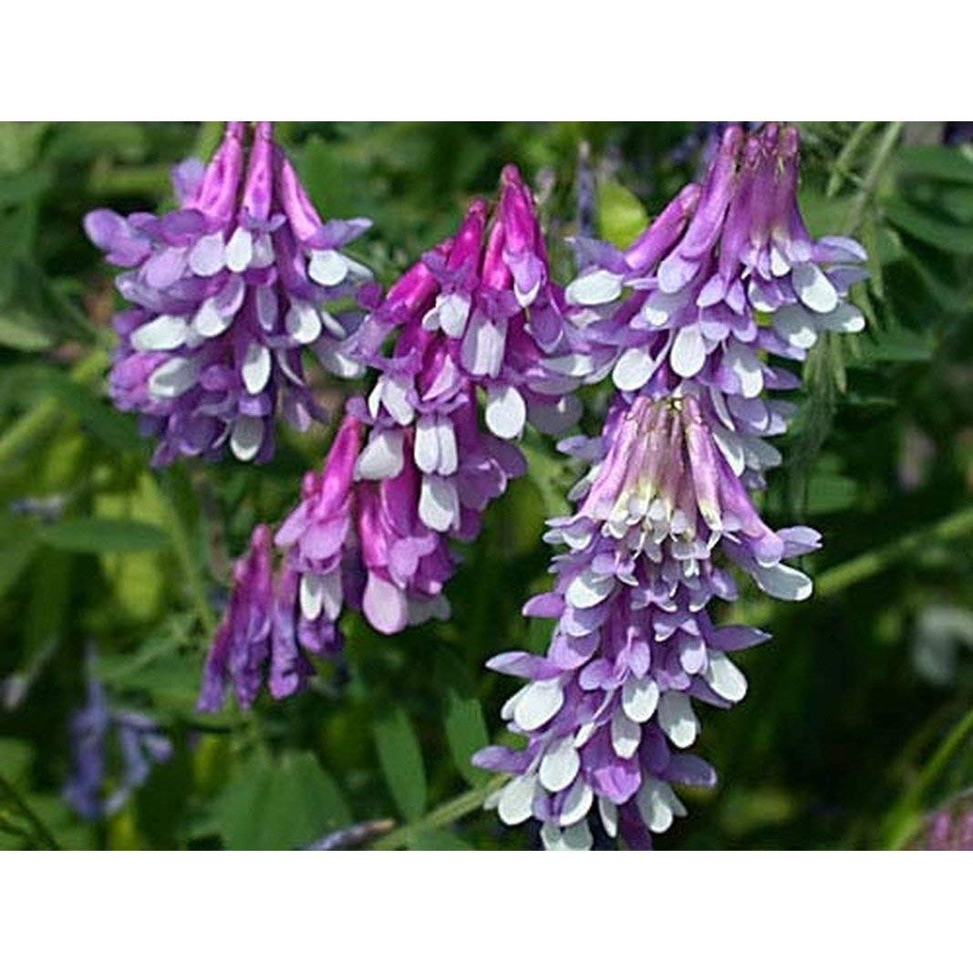 Amazon.com : Hairy Vetch Seeds (40 Seed Pack) : Patio, Lawn & Garden