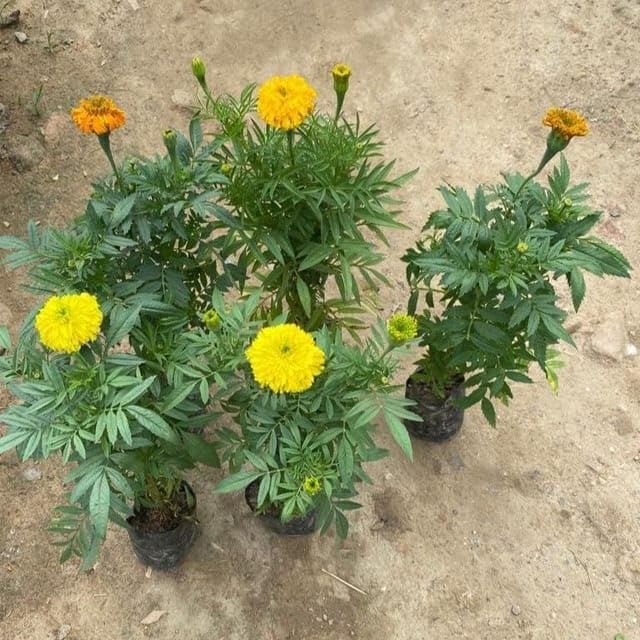 Set of 5 - Marigold/Genda (colour) in 6 Inch Nursery Plant : Amazon.in ...