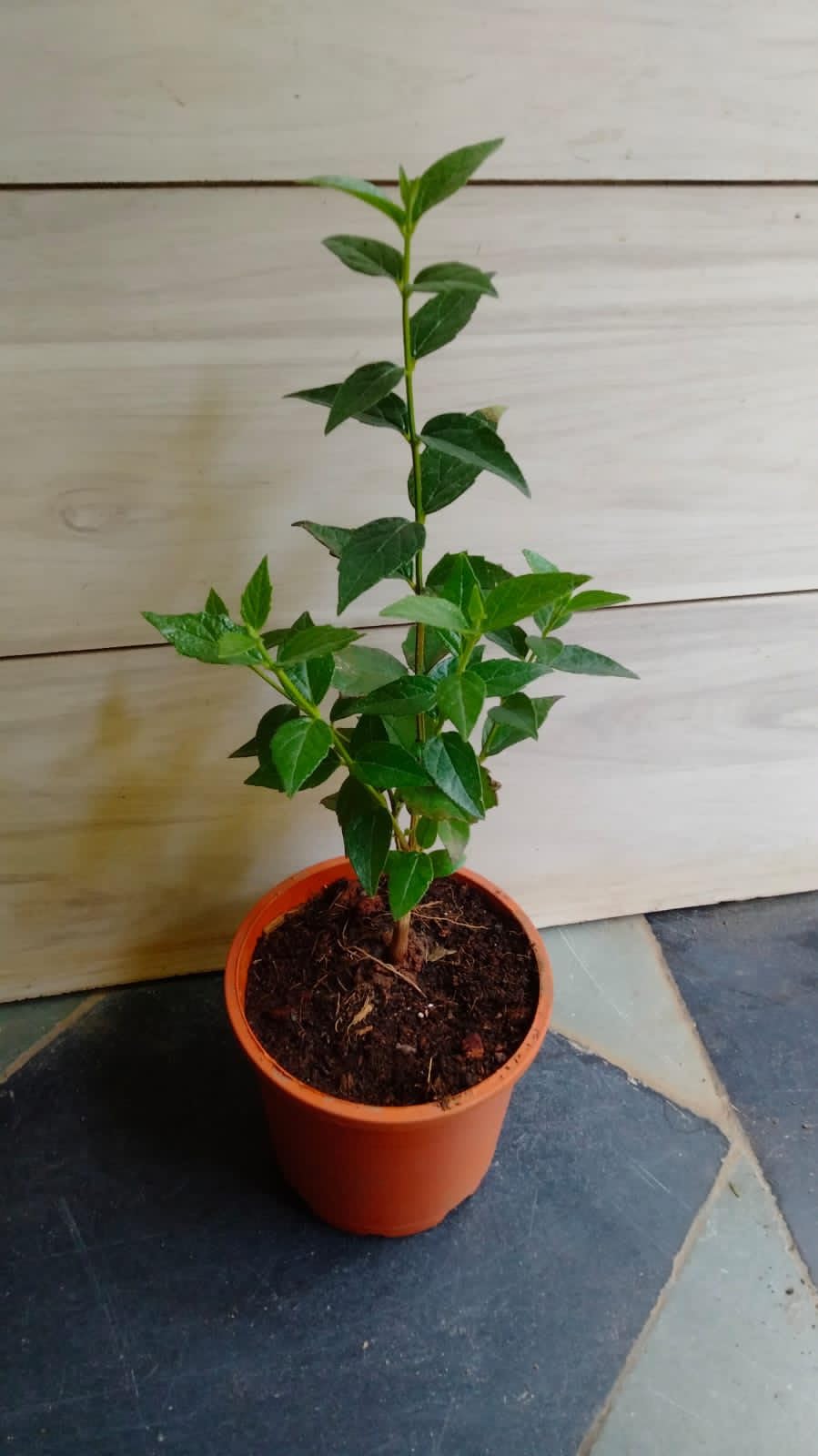 myBageecha- Har Shringar - Nyctanthes arbor-tristis Parijat Plant Night ...