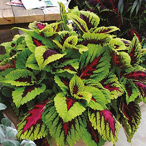 M-Tech Gardens New Rare Hybrid Coleus " Kong Rose " Exotic 50 Seeds for ...