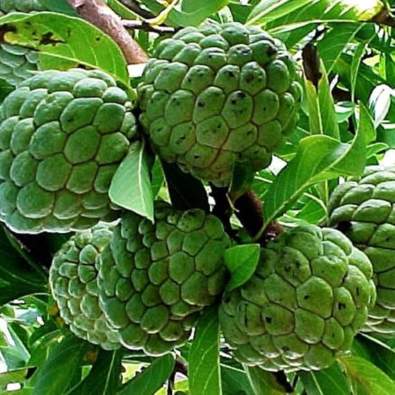 Mphmi Plant Annona cherimola, Hanuman Phal (Grafted) - Plant Cherimoya ...