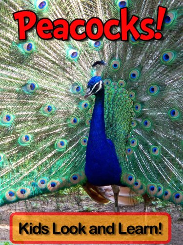 Peacocks! Learn About Peacocks and Enjoy Colorful Pictures - Look and ...