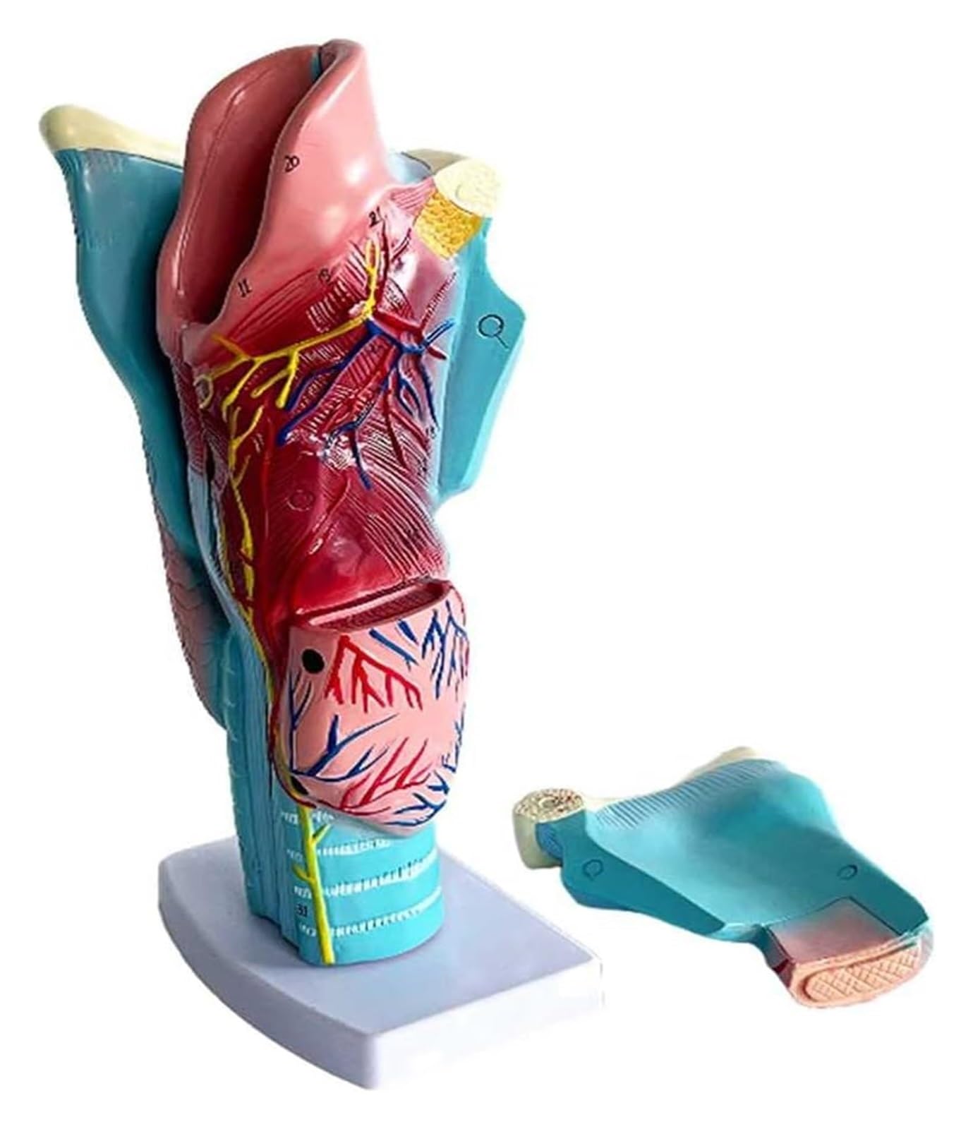Larynx Anatomy Model Labeled