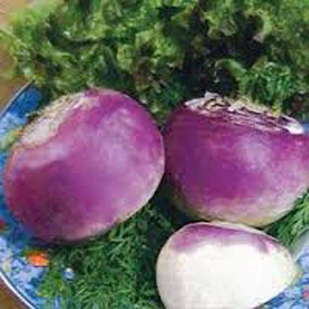Amazon.com : Rutabaga, American Purple Top Rutabaga Seeds, Heirloom ...