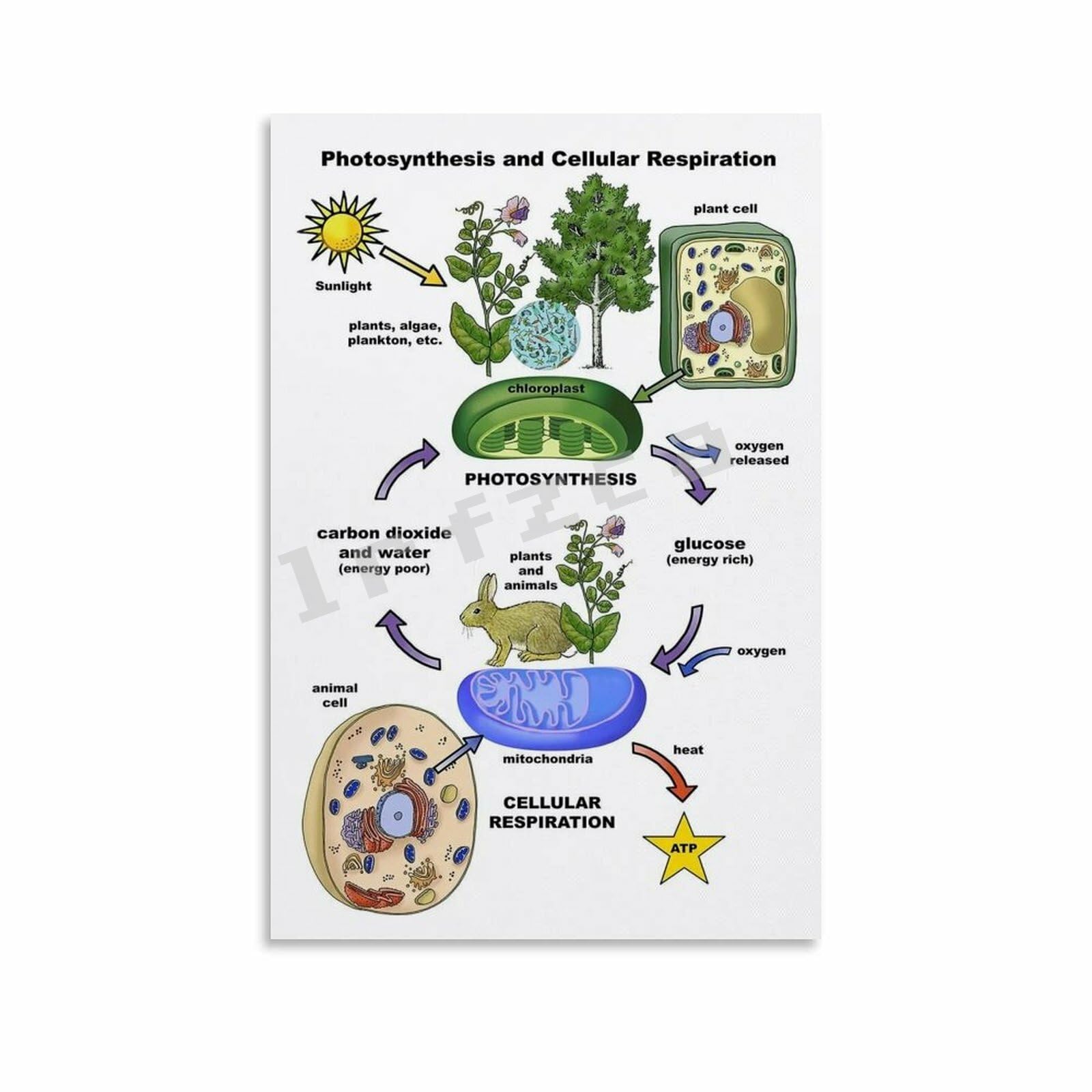 Photosynthesis And Cellular Respiration Poster Project Examples
