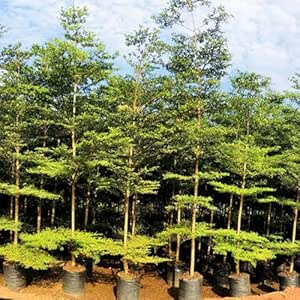 Paudha store Live Terminalia Mantaly Plant, Elegant Shade Tree for ...