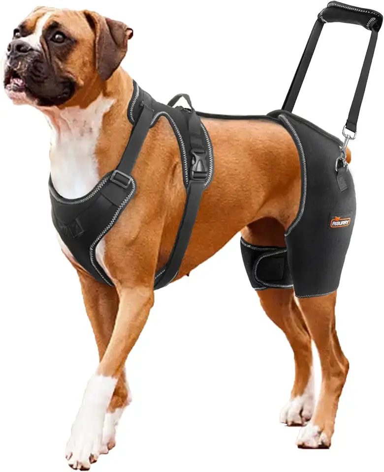 Understanding A Dog's Lifespan Post-Stroke: What To Expect | MedShun