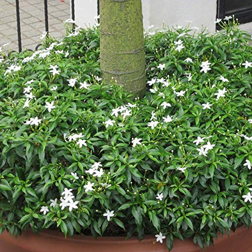 Cloud Farm Live Chinese Tagar Mini Chandni Crape Jasmine Flower Live ...