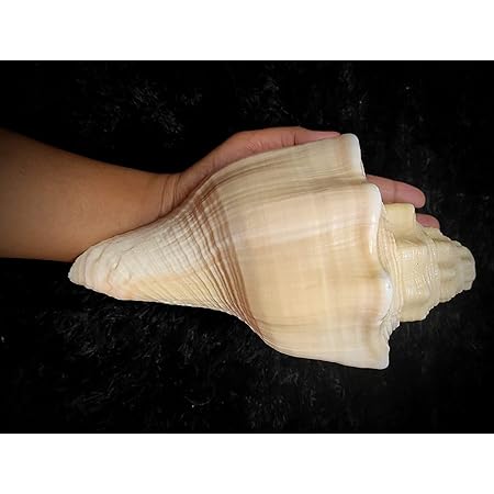 Thenkumari Original Lakshmi Sangu Conch Shell Shankh for Pooja Blowing ...