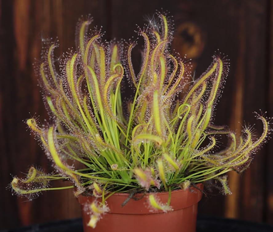 Drosera Capensis Sundew Plant - Carnivorous Plant - 8.5cm Pot : Amazon ...