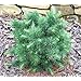 Amazon.com : Dwarf Japanese Larch Larix kaempferi 'Blue Dwarf' Grows ...