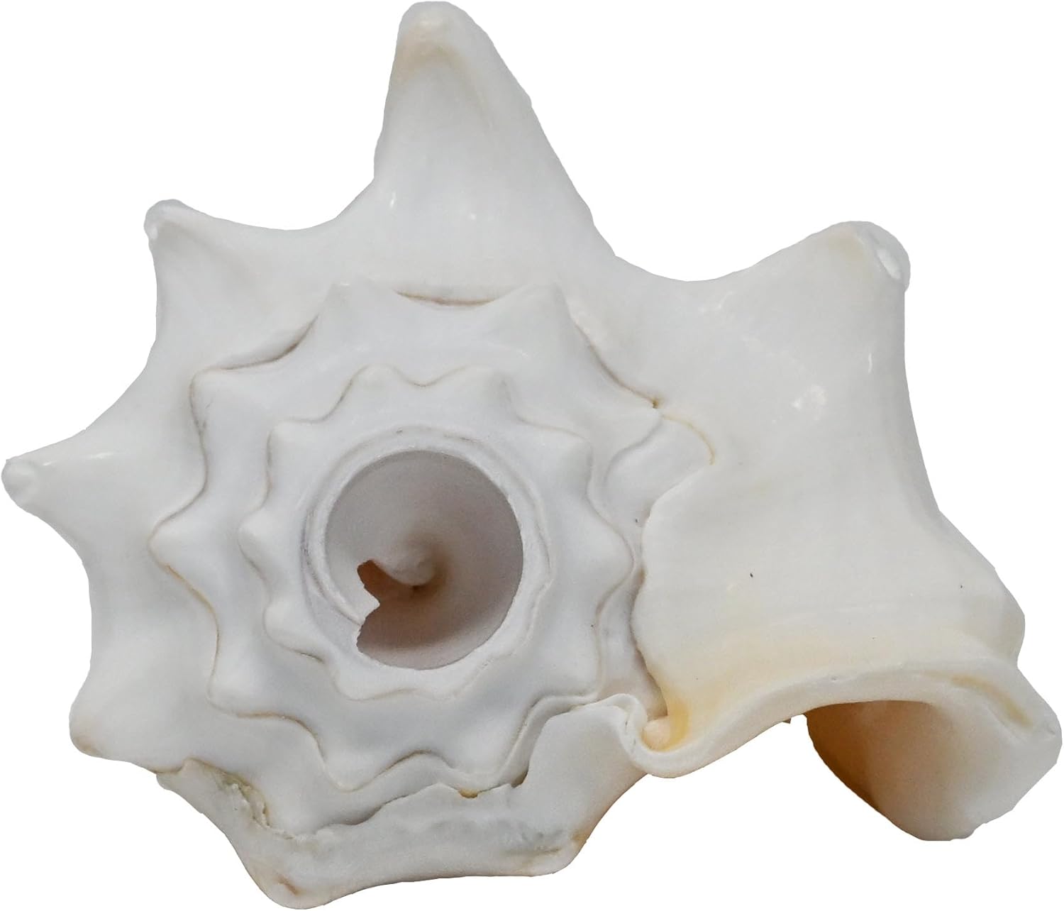 Amazon.com: Small Bahama Conch Shell Horn (Milk Conch) - 5-6 inch ...