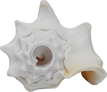 Amazon.com: Small Bahama Conch Shell Horn (Milk Conch) - 5-6 inch ...