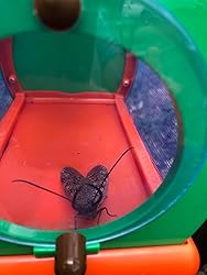 Amazon.com: Nature Bound Toys Critter Cage Bug Catcher and Habitat Kit ...