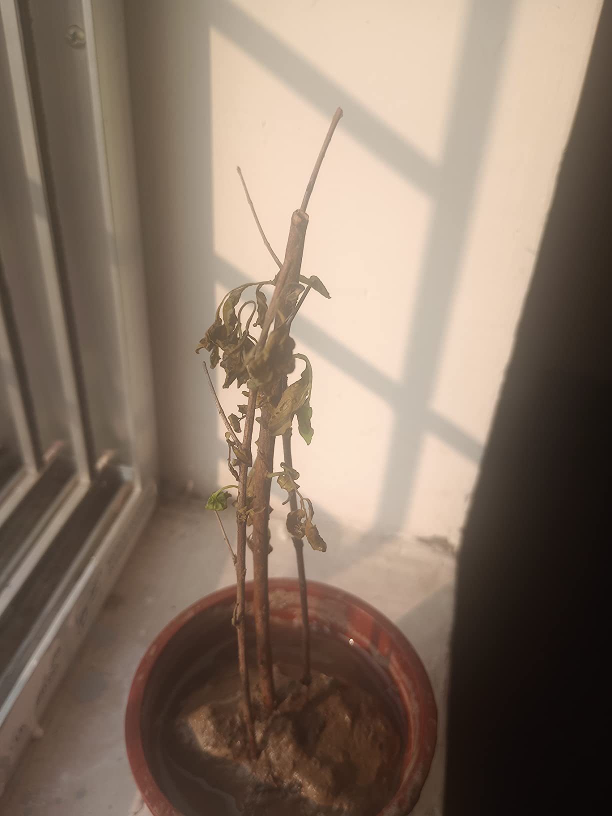 Plants Point Live Henna/Mehndi Herbal Plant with Pot : Amazon.in ...