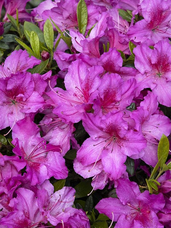 BONOBITHI Pink Azaleas (Rhododendron Subgenus Azalea) Live Plant Rare ...