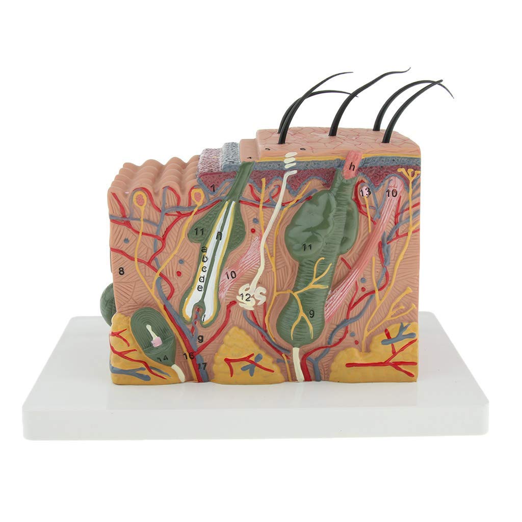 35X Magnification Anatomical Human Skin Model Dermatology Anatomy ...