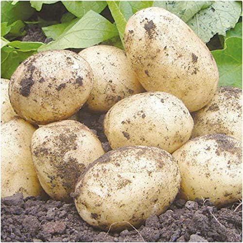 Seed Potatoes 'Rocket' First Early New Salad Potato Variety Solanum ...