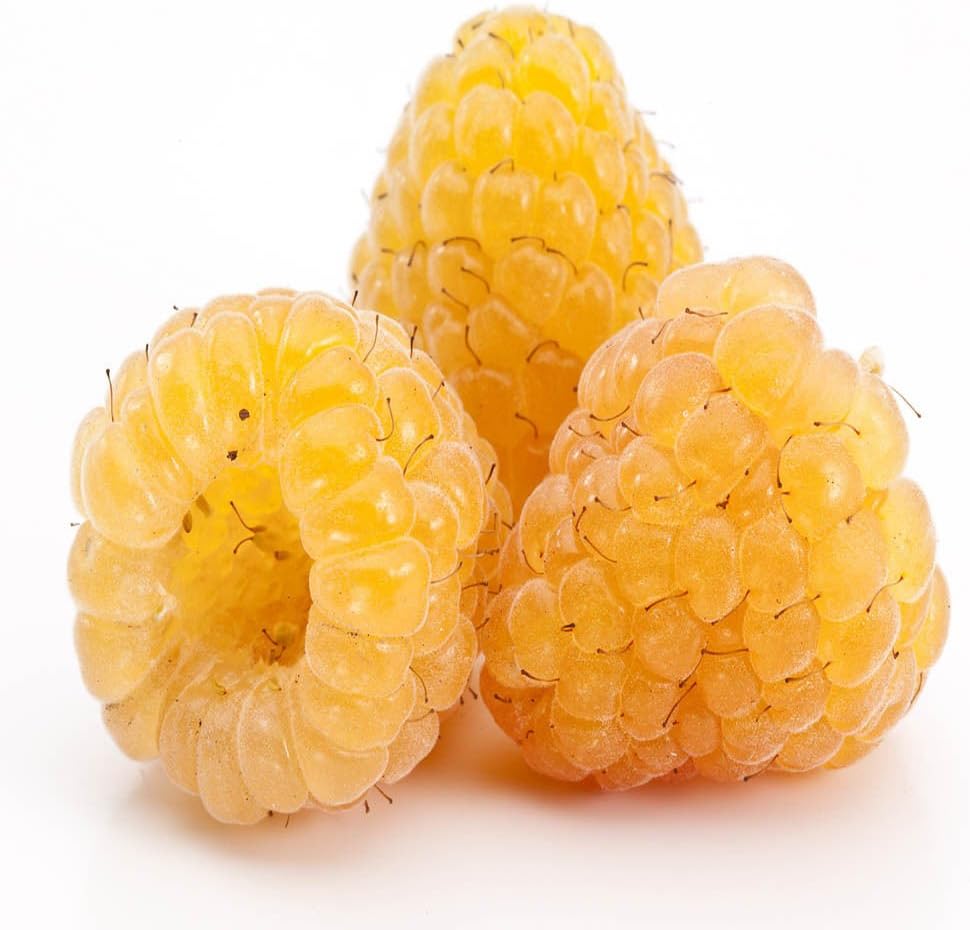 Amazon.com : Golden Raspberry - 5 Golden Raspberry Plants - Everbearing ...