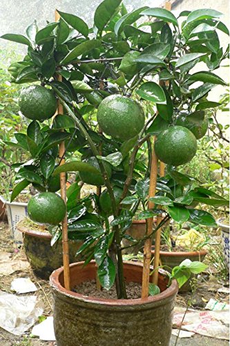 Plants Point Live Gandharaj Lemon Fruit Plant : Amazon.in: Garden ...