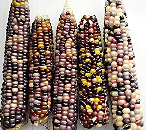 221 Vegetable Glass Gem Heirloom Indian Corn Non-Gmo Seeds : Amazon.in ...
