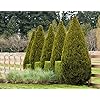 Amazon.com : Spartan Juniper | 3 Live Trees | Juniperus Chinensis ...