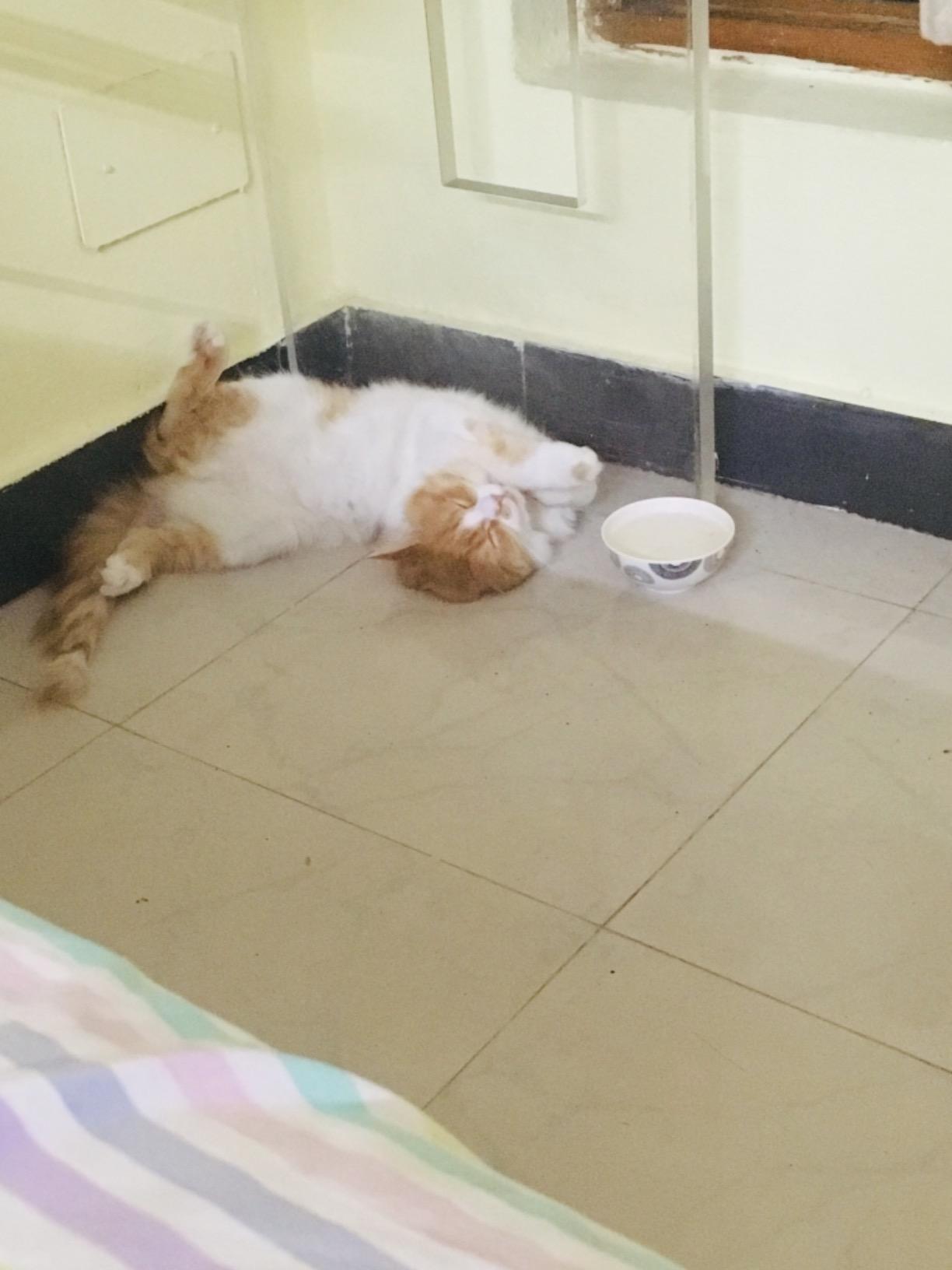 Bellotta Cat Food Pouch, Tuna, 85 g (Pack of 3) : Amazon.in: Pet Supplies