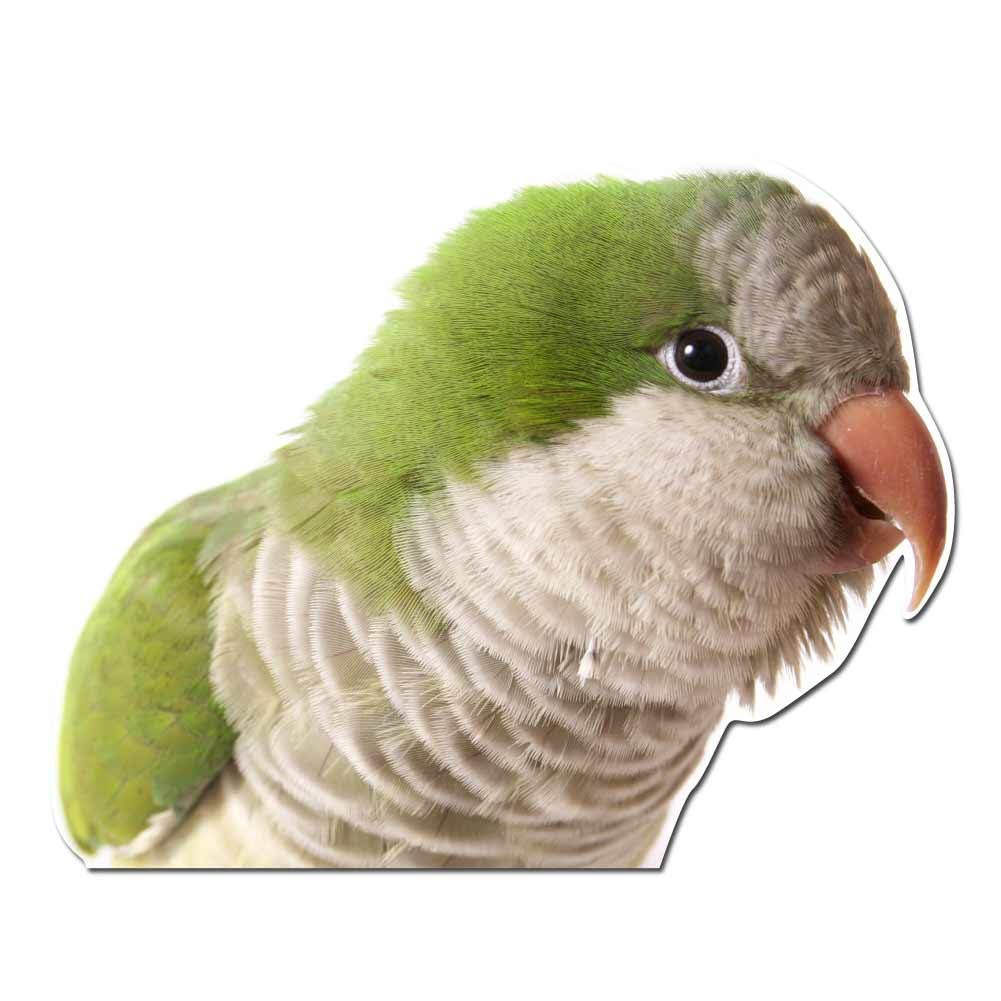 Green Quaker Parrots