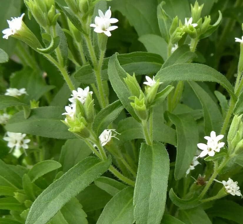 Vinca Art Stevia Sweet Leaves Herbs Seeds - Sugarleaf, Medicinal Plant ...