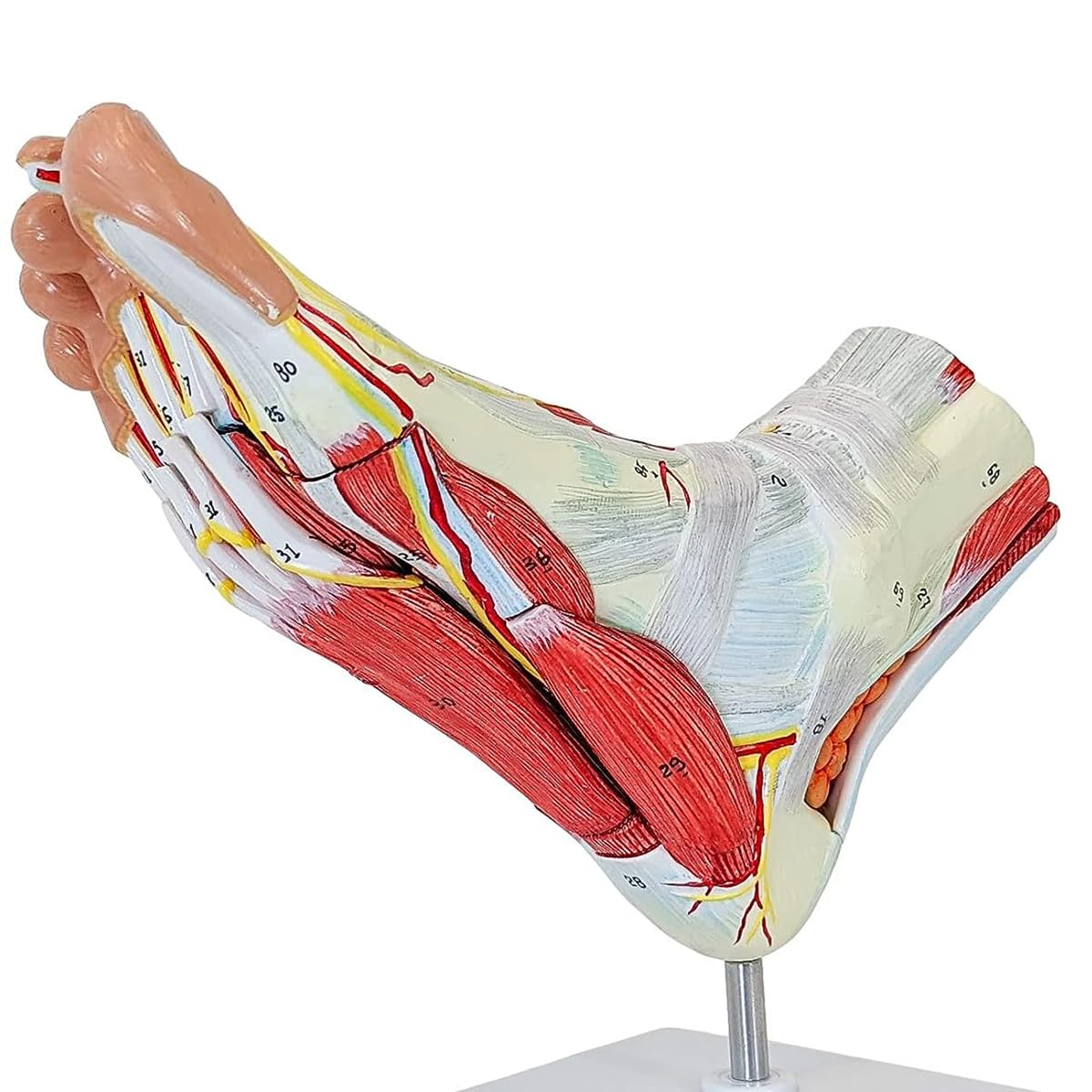 Human Foot Nerves Diagram