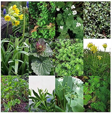 Wild Herbs – Seed kit Gift Box with 7 Wild Medicinal & Aromatic Herbs ...