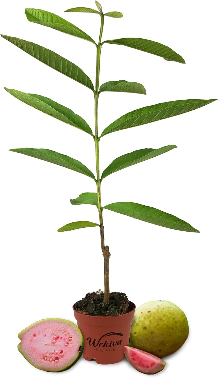 Amazon.com : Barbie Pink Guava Tree - Live Starter Plant in a 2 Inch ...