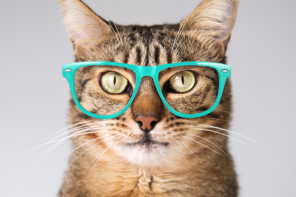 Smart Cats With Glasses