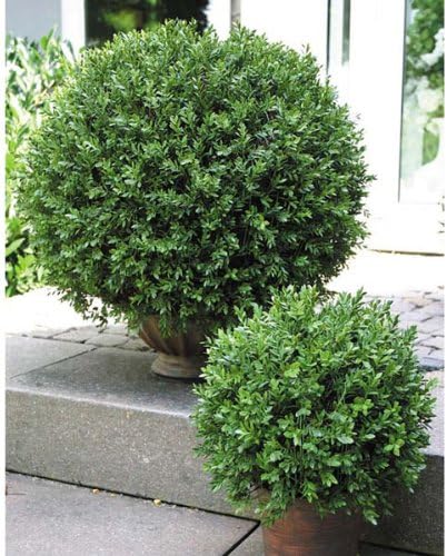 Amazon.com: Artificial Box Ball, potted, 12" / 30 cm - Plastic Buxus ...