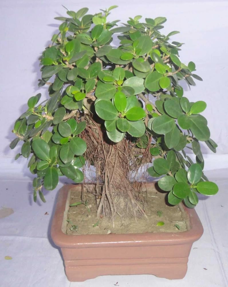 Punarva Live Rare Chinese banyan Ficus microcarpa Plant : Amazon.in ...