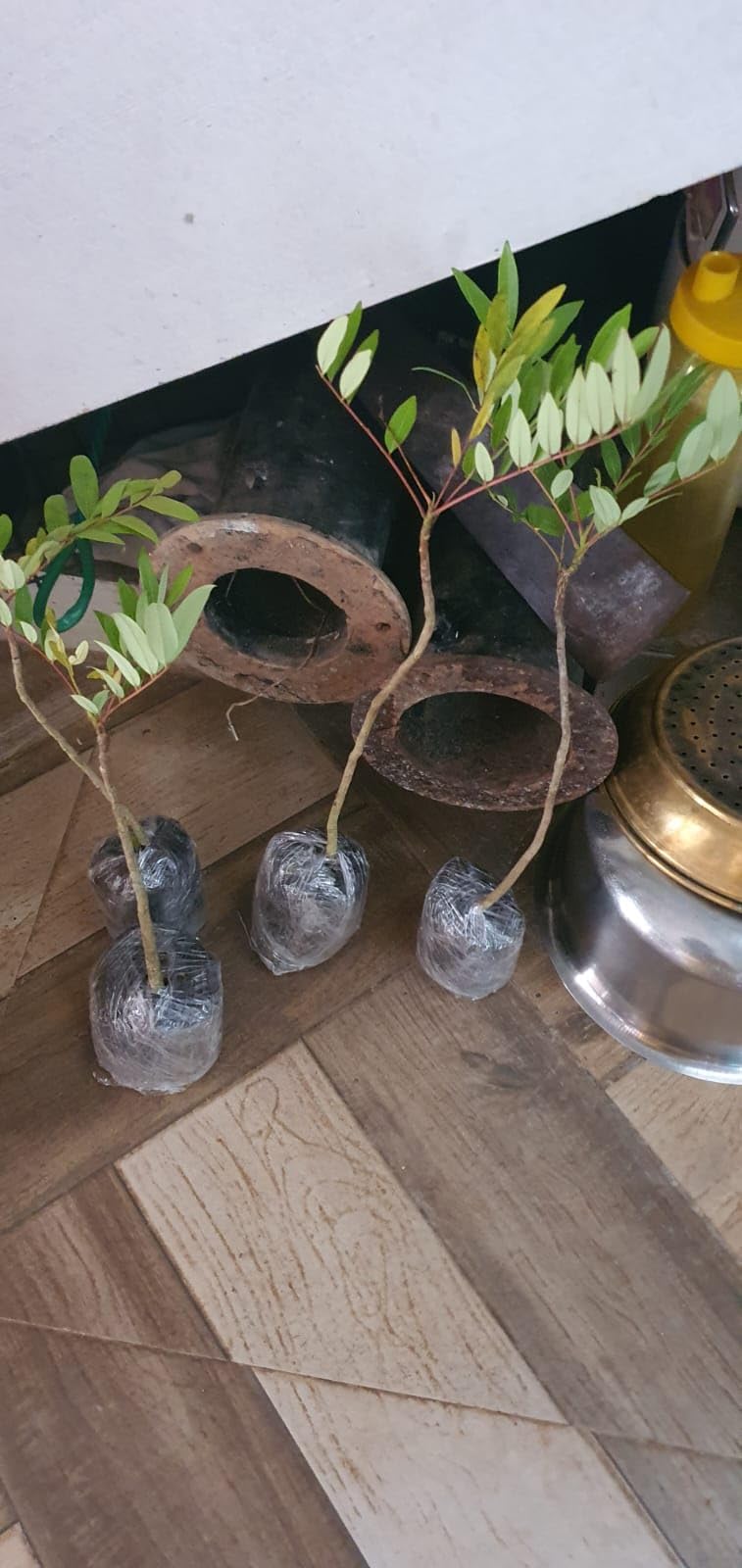 Creative Farmer Live Herbal Plant Simarouba Lakshmi Taru Healthy Rare ...