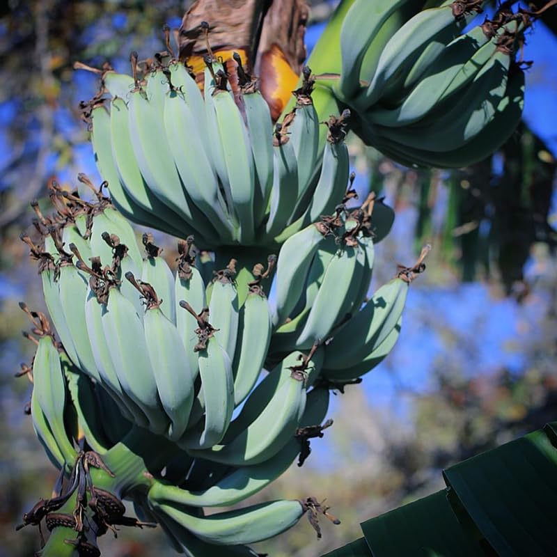 Amazon.com : Blue Banana Tree Live Plant, Hardy Banana Tree, Live Ice ...
